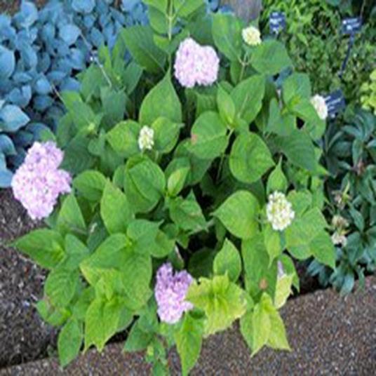 Hydrangea macrophylla 'Grenan' NANTUCKET BLUE_百度百科