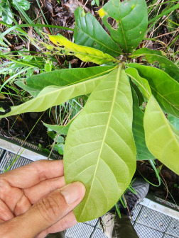 Vavaea amicorum_百度百科