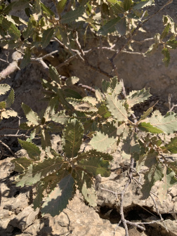 Quercus brantii_百度百科