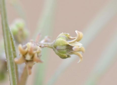 Stenostelma capense_百度百科