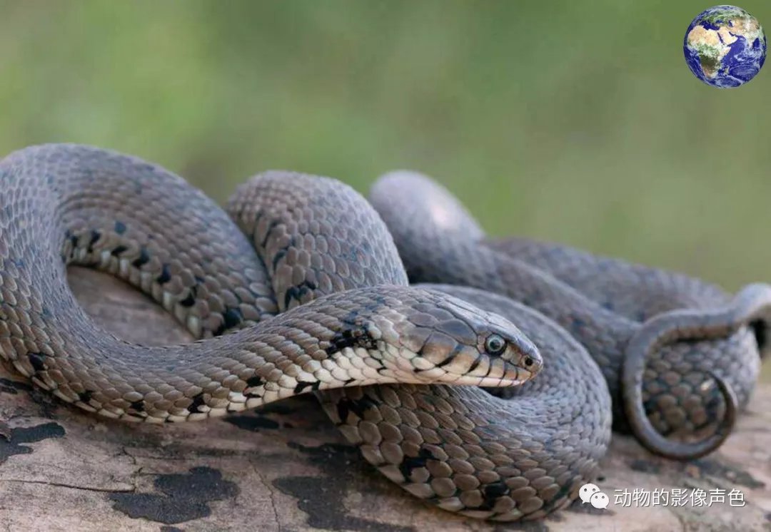 水游蛇_百度百科