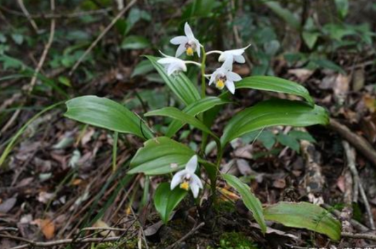 白花毛兰_百度百科
