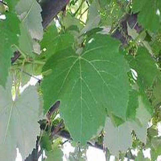 Vitis 'Canadice'_百度百科