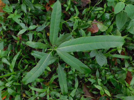 Ficus sinuata_百度百科
