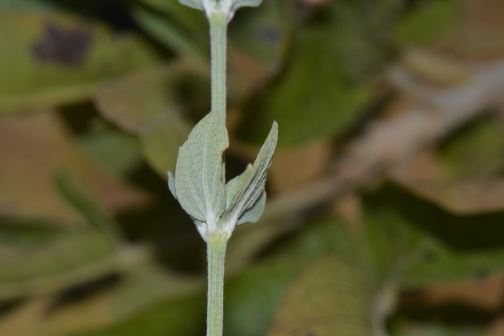 Orthosiphon fruticosus_百度百科