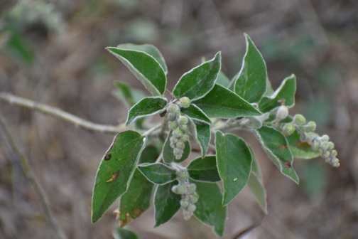 Croton humilis_百度百科
