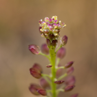 Lepidium africanum_百度百科