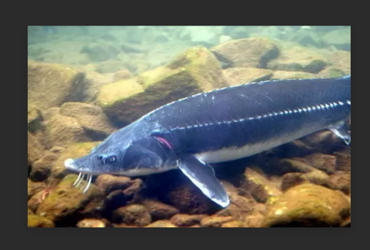 中华海蜥鱼_百度百科