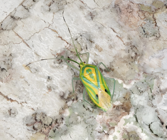 橘盲盾异蝽_百度百科