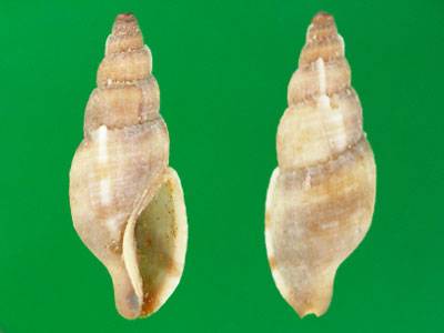 丽核螺_百度百科