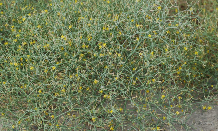 河西菊_百度百科