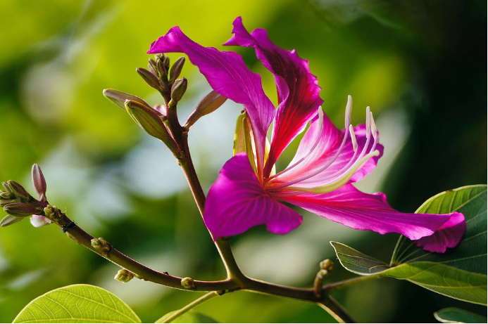 紫金花的神奇功效_百科TA说