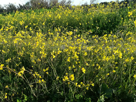 Diplotaxis catholica_百度百科