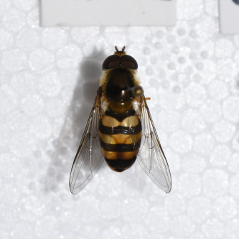 宽带优蚜蝇_百度百科