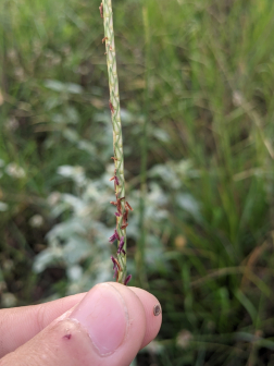 Elionurus tripsacoides_百度百科