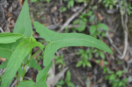 Rumex abyssinicus_百度百科