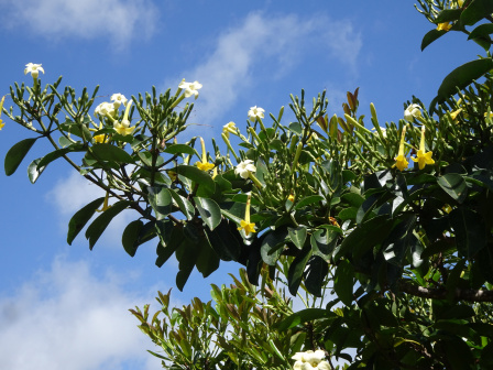 Fagraea berteroana_百度百科