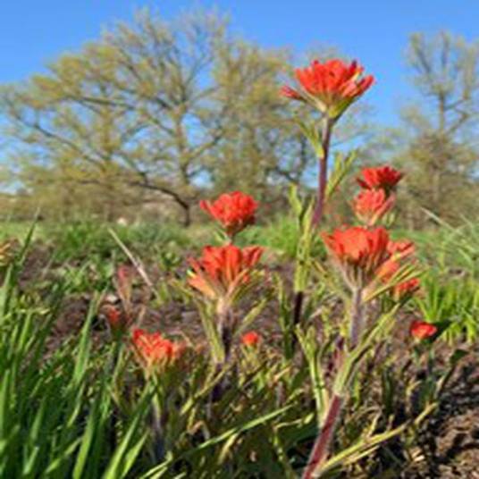 Castilleja coccinea_百度百科