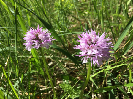 Neotinea tridentata_百度百科