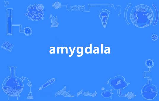 Amygdala（英语单词）_百度百科