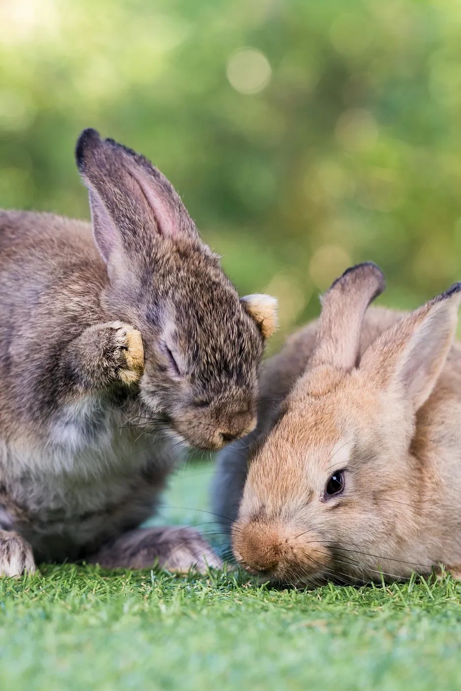 兔年来了！除了可爱，兔兔们还隐藏着怎样的实力？_百科TA说