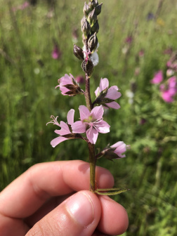 Sidalcea campestris_百度百科