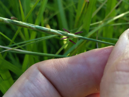 Elionurus tripsacoides_百度百科