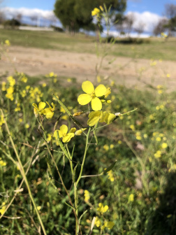 Diplotaxis catholica_百度百科