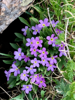 Primula angustifolia_百度百科