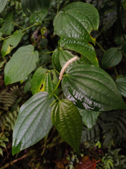 Piper capense_百度百科