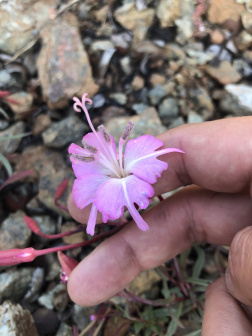 Clarkia breweri_百度百科