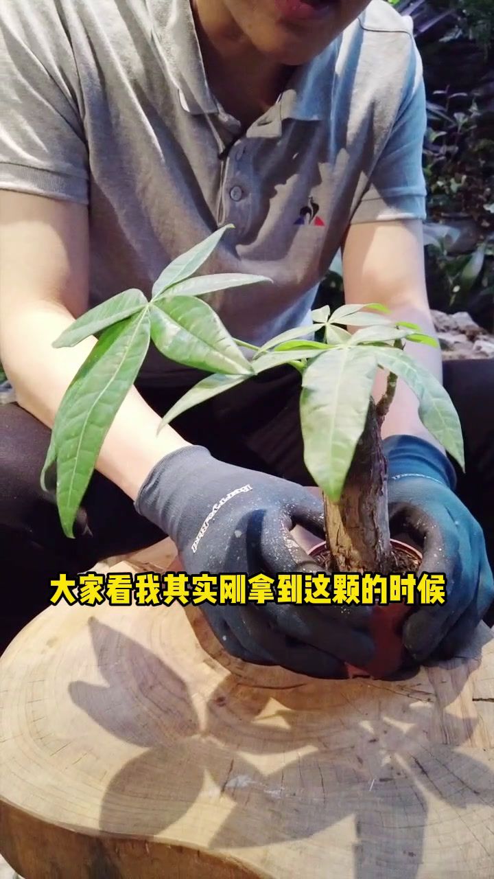 快来看看大家最爱的发财树吧~_科星球_百度百科