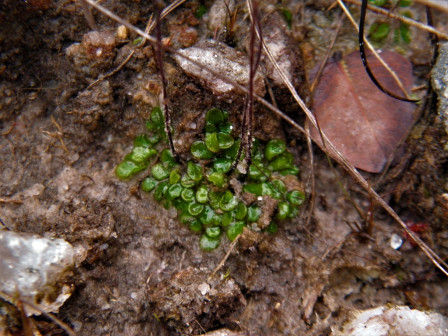 Genlisea tuberosa_百度百科