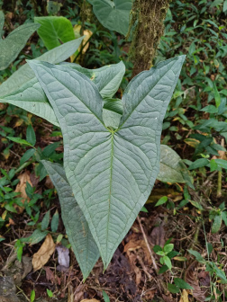 Chlorospatha carchiensis_百度百科