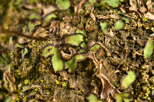 反向疣冠苔_百度百科