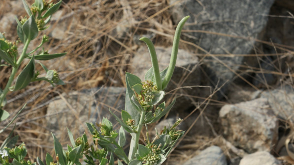 Rhazya stricta_百度百科