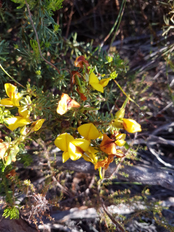 Cyclopia maculata_百度百科