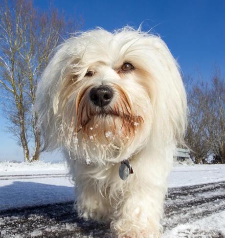 哈瓦那犬_百度百科