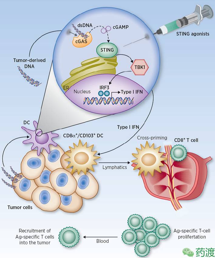 cGAS-STING通路的发现之旅_百科TA说