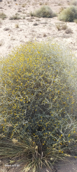 Rhanterium epapposum（菊科外包菊属植物）_百度百科