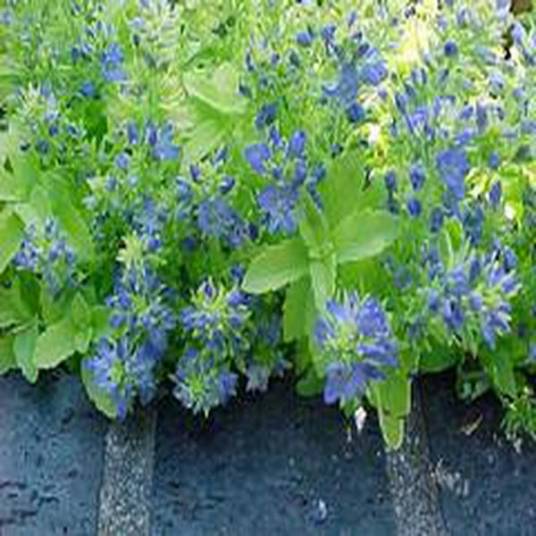 Veronica prostrata 'Trehane'_百度百科