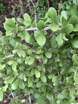 Pyrostria hystrix_百度百科