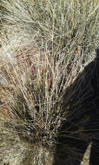 Juncus cooperi_百度百科