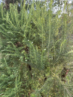 Cassinia aculeata_百度百科