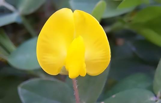 arachis rigonii_百度百科