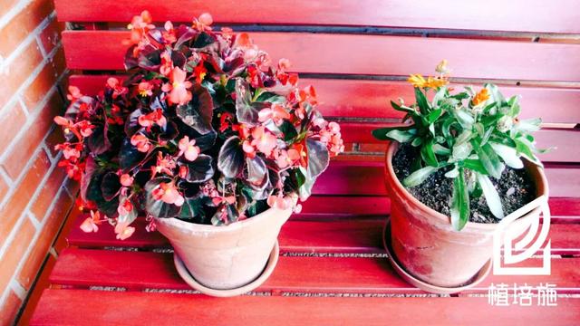 「植培施」四季秋海棠Begonia semperflorens 温室花卉栽培手册_百科TA说