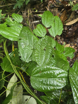 Curarea toxicofera_百度百科