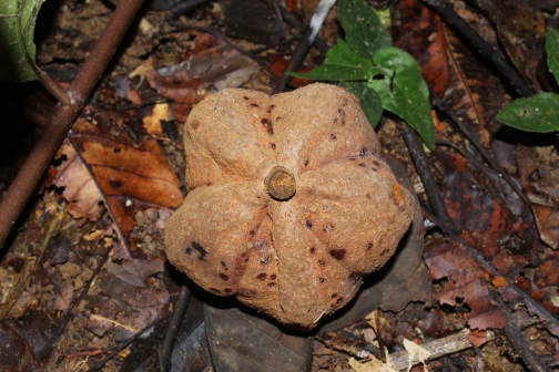 Carapa surinamensis_百度百科