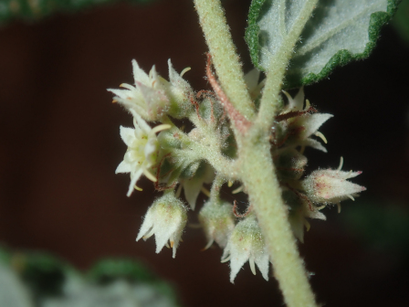Commersonia borealis_百度百科