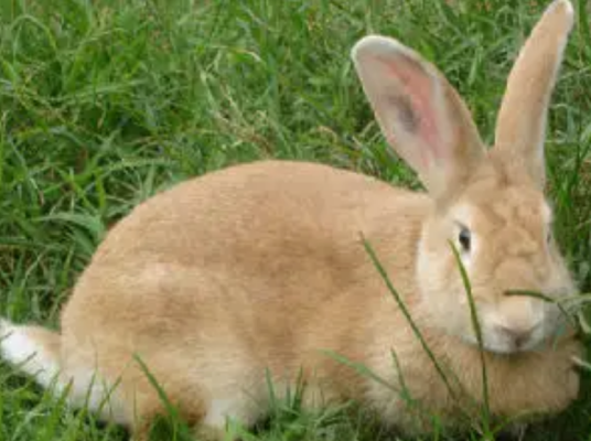 黄毛福建兔-7_百度百科